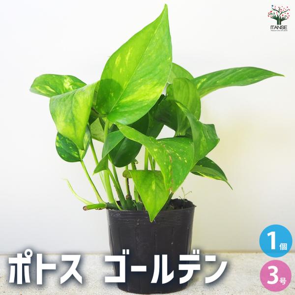 【品種特徴】ポトスの中でもよく利用されている品種です。エメラルドグリーンの大きな葉に、黄金色の斑が鮮やかな品種です。この斑の入り方は葉ごとに異なり、葉によってそれぞれ違った表情が楽しめます。葉にはツヤもあり、光の当たり方によって表情を変える...