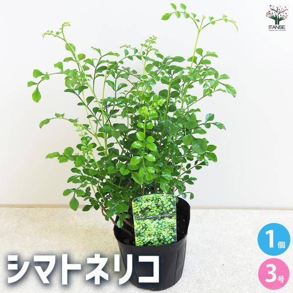 【品種特徴】庭木のシンボルツリーとしても、よく使われている品種です。細く繊細な枝に、明るめの葉の組み合わせが美しく、ふさふさに茂る樹姿は見ごたえがあります。生育旺盛で、すぐに大きくなり、年中葉があるため、目隠しにも最適です。強い剪定にも耐え...