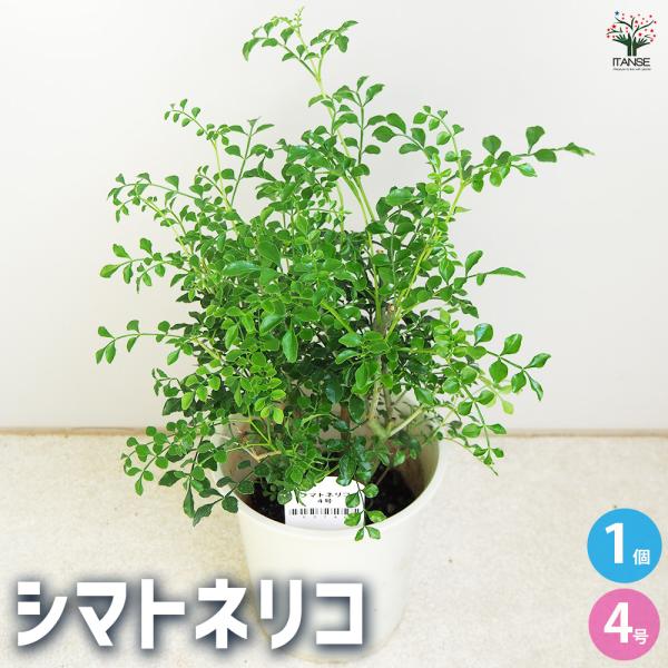 【品種特徴】庭木のシンボルツリーとしても、よく使われている品種です。細く繊細な枝に、明るめの葉の組み合わせが美しく、ふさふさに茂る樹姿は見ごたえがあります。生育旺盛で、すぐに大きくなり、年中葉があるため、目隠しにも最適です。強い剪定にも耐え...