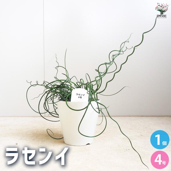 【品種の特徴】くるくると螺旋状に巻いた細長い茎が魅力的な水辺植物です。 畳の原料として使われるイグサの仲間で、小さな白花を咲かせます。くるくる、うねうねと長く伸ばす茎は様々なアレンジに合い、寄せ植えなどにもおすすめです。【検索キーワード】ラ...