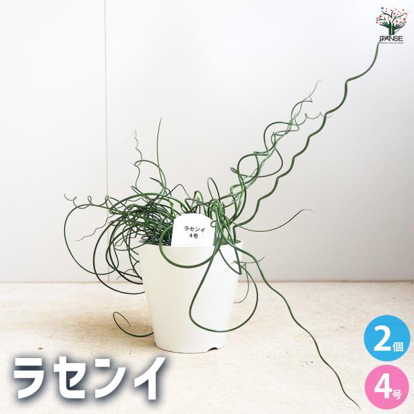 【品種の特徴】くるくると螺旋状に巻いた細長い茎が魅力的な水辺植物です。 畳の原料として使われるイグサの仲間で、小さな白花を咲かせます。くるくる、うねうねと長く伸ばす茎は様々なアレンジに合い、寄せ植えなどにもおすすめです。【検索キーワード】ラ...