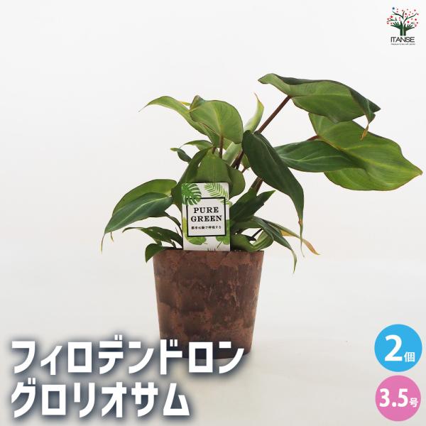 【品種の特徴】 流通量の少ない品種である程度の湿度を好みますが、葉水程度で十分に育ちます。 ベルベットのような光沢とマットな質感をしたハート型の葉っぱに浮き上がる葉脈が美しい品種。 成長するにつれて葉が大きくなるのでハンギングにしても鑑賞で...