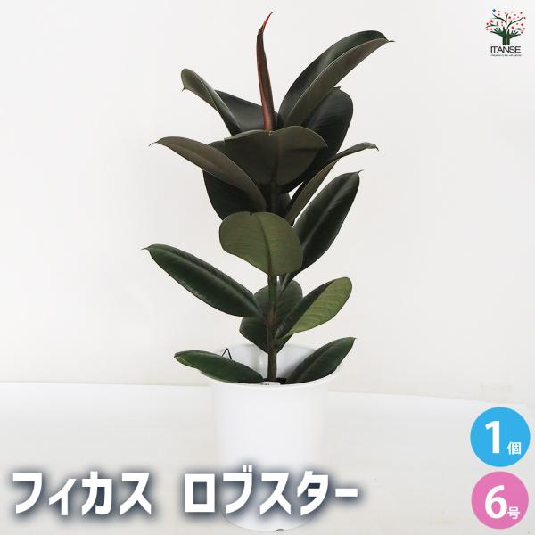 【品種特徴】葉が丸く節間が短い代表的なゴムノキ。生長は早く、上に向かってまっすぐに伸びていきます。フィカスの中では耐寒性が強く、観葉植物を初めて育てる方にも育てやすいフィカスです。【検索キーワード】観葉植物 フィカス ロブスター ゴムの木 ...