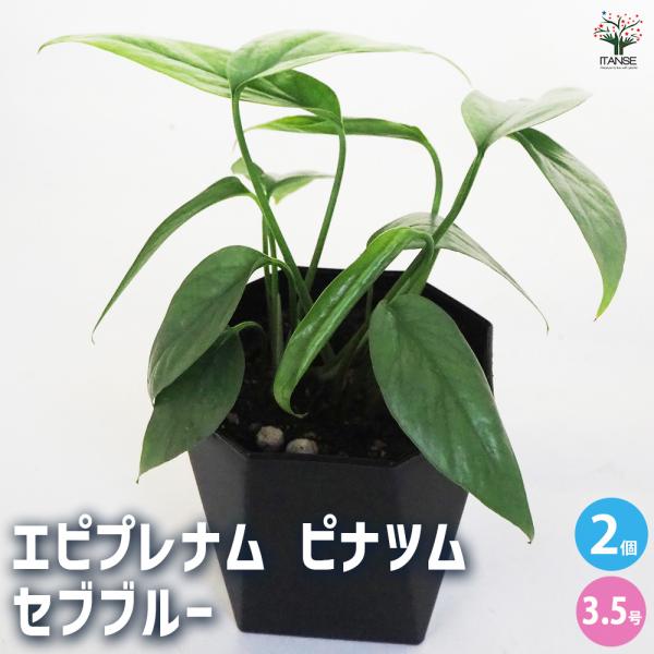 【品種特徴】モンステラのように穴があくメタリックでシルバーブルーの葉が綺麗なセブブルー。ポトスに似た見た目ですが、成長すると少し細長い葉に切れ込みが入ります。丈夫で育てやすい品種ですが、まだあまり市場に出てきていません。耐陰性があり、直射日...