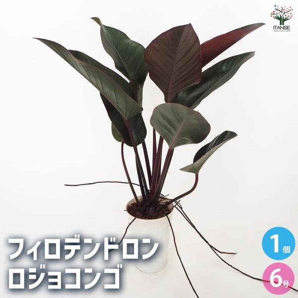 【品種特徴】 赤い新芽と茎が特徴的なフィロデンドロンです。大きく艶のある緑色の葉と赤みを帯びたワインレッドの茎や葉柄のコントラストがおしゃれ。大きなインテリアグリーンを探している方にぴったりの品種です。耐陰性もあるので初心者でも育てやすいで...