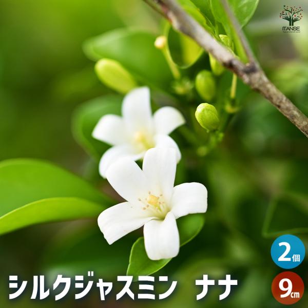 【品種特徴】矮性ならではの可愛らしい外見とジャスミン特有の甘い芳香が特徴。開花期は長く、一般的に5月から11月まで続きます。果実は赤い実を成し、一定の条件下でほぼ一年中楽しむことができます。小型で繁茂する特性があり、家庭での栽培に適していま...