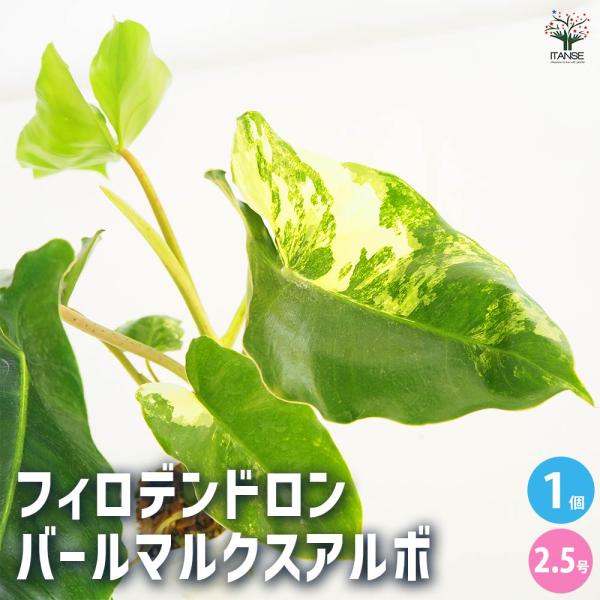 【品種特徴】バールマルクス アルボは、艶やかで大きな緑の葉に白色やクリーム色の不規則な斑が入る独特の葉色が特徴のフィロデンドロンです。著名なブラジルの造園家ロベルト・バール・マルクスにちなんで名付けられた「バールマルクス」の斑入り(アルボ)...
