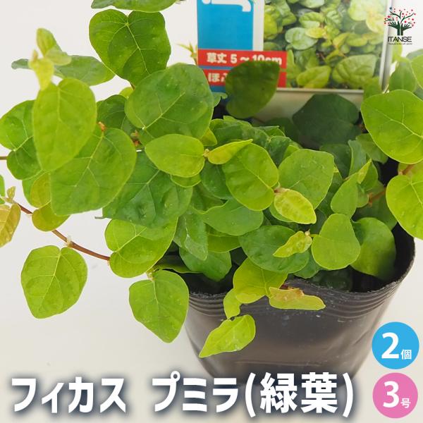【品種特徴】フィカス プミラは、付着根を出してよじ登るタイプのツル性植物です。この性質を活かした壁の緑化やハンギング、寄植えのアクセントなど、多様な形にアレンジされて楽しむことができます。緑葉タイプは、ナチュラルな雰囲気と丈夫さから、観葉植...