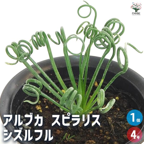 【品種特徴】 フリズルシズルは、オランダで改良された品種で普通のアルブカ スピラリスより葉の巻きが強く、花も一回り大型でより観賞価値が高い品種です。 最近、レア球根植物として大人気の「アルブカ」。「ナンジャコリャ」とも呼ばれています。 クル...