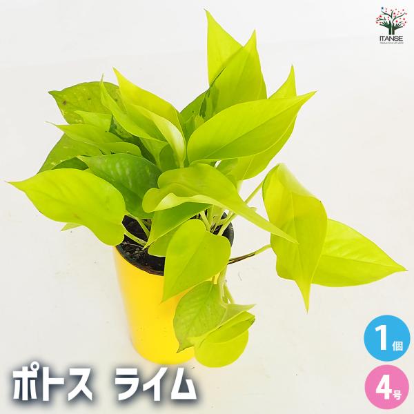 【品種特徴】ポトスライムは、葉全体が黄色〜ライムグリーンになるポトスです。明るい葉色で、カラーリーフとしても人気です。葉は柔らかく、しなやかで、ツヤもあり、日に当たると緑の美しさがいっそう際立ちます。丈夫で育てやすい品種なので、初心者の方に...