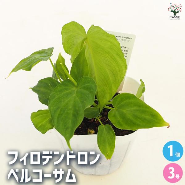 【品種特徴】ベルコーサムは、ビロードのような質感と光沢を持つハート型の大きな葉が特徴のフィロデンドロンです。葉の表面は深い緑色で、葉脈が際立ち、葉裏には赤みがかった色合いが見られます。この独特な葉の質感と色彩のコントラストが、観賞価値を高め...