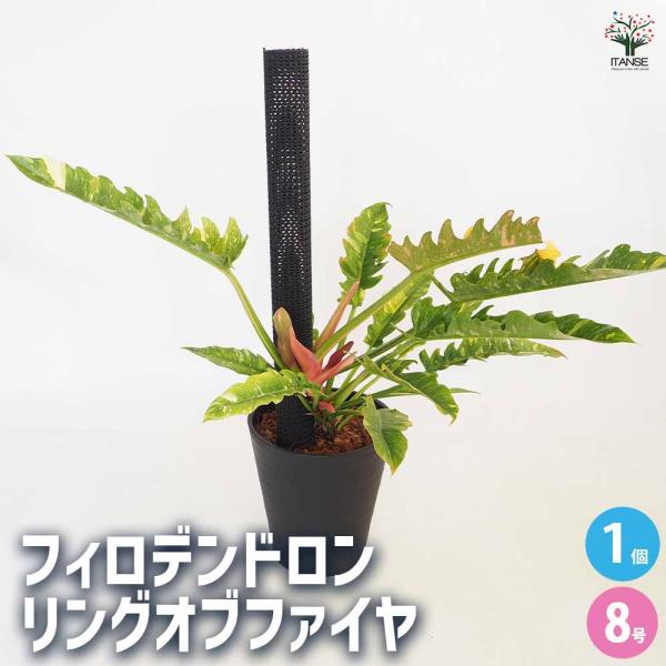 【品種特徴】リングオブファイヤーは、ユニークな葉の形状と多彩な色彩が特徴のフィロデンドロンです。葉は細長く、深い切れ込みと鋸歯状のエッジを持ち、まるで炎が揺らめくようなシルエットを描きます。成長とともに葉には黄色やオレンジ、赤、クリーム色な...