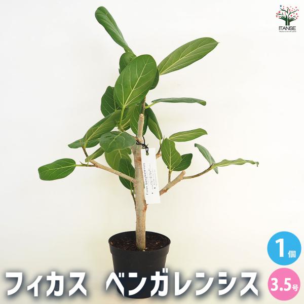 【品種特徴】 フィカスの中でも丈夫で育てやすい観葉植物としてよく知られています。 丸みを帯びた葉と独特の樹形の白い幹が特徴。 太めの幹や伸び伸びした印象のある枝ぶりに、産毛で覆われた柔らかい印象のベルベットのような手触りの葉は、落ち着いた深...