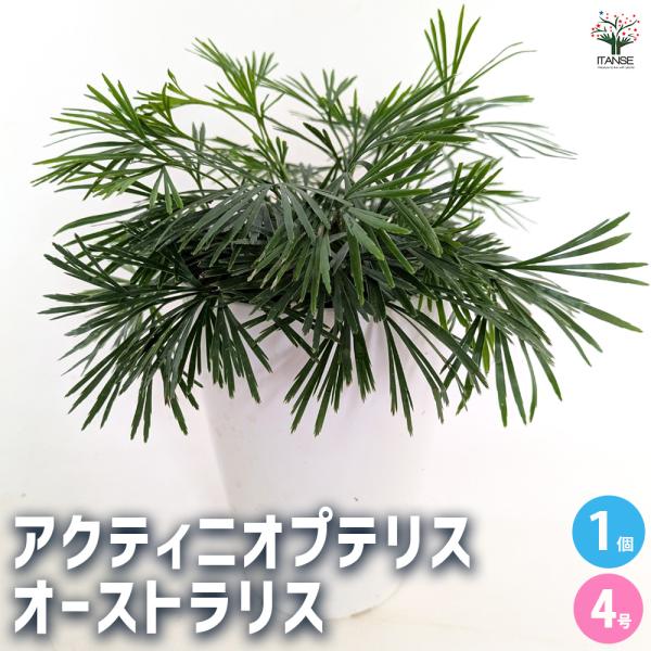 【品種特徴】アクティニオプテリス オーストラリスは、細く深い切れ込みの入った葉が放射状に広がる独特の姿が特徴のシダ植物です。草丈が10〜35cm程と小型で、ヤシの木のような扇状の葉が涼しげな印象です。葉の入れ替わりが早く、枯れた葉が落ちては...