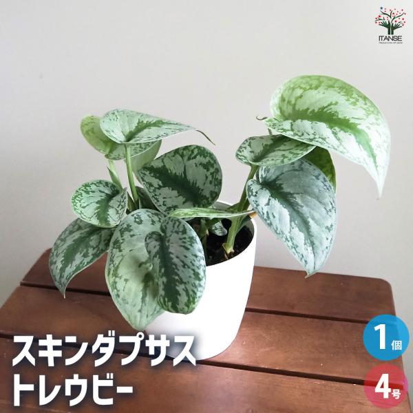 【品種特徴】スキンダプサス トレウビーは、サトイモ科スキンダプサス属に属する常緑多年草で、東南アジアやマレー諸島を原産とする観葉植物です。最大の特徴は、ハート型の葉に不規則に入るメタリックシルバーの斑です。葉は厚みがあり、深いグリーンと銀色...