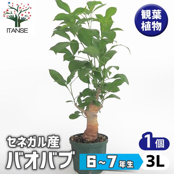 【品種の特徴】バオバブは、ふっくらと膨らんだような樹形が特徴的な植物です。原産地であるマダガスカルには、「バオバブ街道」と呼ばれる樹高30m超のバオバブが連なる街道があり、観光スポットとして人気です。日本においてはインテリアグリーンとして、...