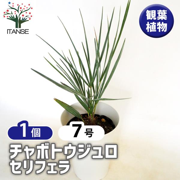 【品種特徴】セリフェラは、スペインやモロッコなど地中海沿岸原産の耐寒性ヤシです。本種はチャメロプス・フミリスの変種で、扇形に広がるシルバーグリーンの葉が特徴で、存在感のある美しいフォルムをつくります。コンパクトで成長がゆっくりなため、鉢植え...