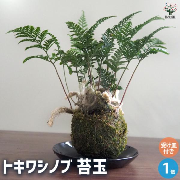 【品種特徴】着生植物で、流木や岩にも着生が出来ます。盆栽としても人気があります。耐寒性・耐暑性が強く、初心者でも簡単に育てる事が出来ます。耐陰性があるので、室内でも栽培出来るので、お部屋に緑が欲しい場合に重宝します。小型ですので、置き場所に...