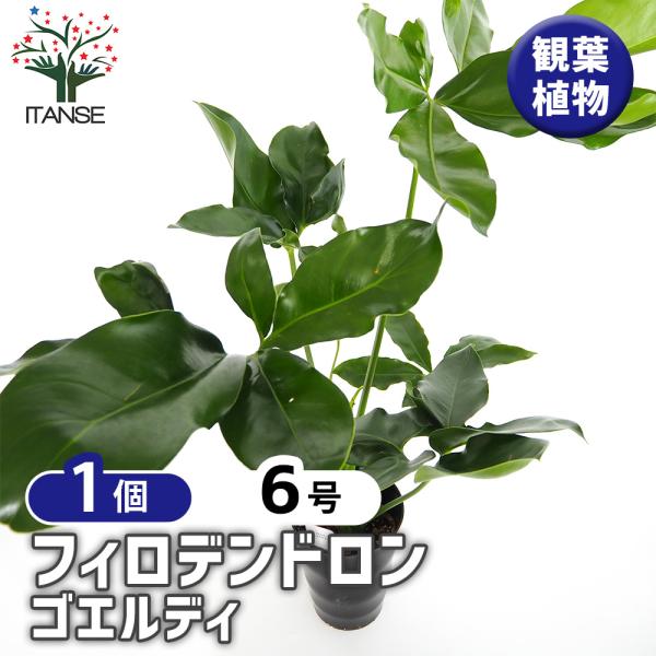 【品種特徴】 フィロデンドロン ゴエルディは、育てやすい事で知られるフィロデンドロンの中でもシェフレラの葉に似た、切れ込みが深い葉が特徴の観葉植物です。 葉は濃い緑色で光沢があり、手のひら状の葉の形状がインテリアグリーンとして目を引きます。...