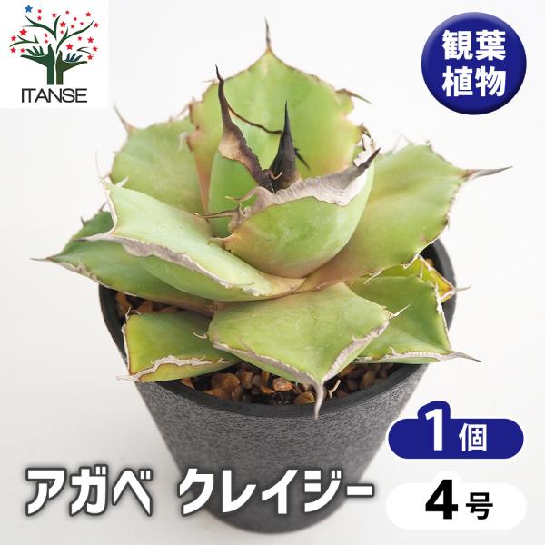 【品種特徴】アガベの中でも絶大な人気を誇る「チタノタ」の個性的でワイルドな選抜品種。「Crazy」が示す通り、狂暴で予測不能な草姿が最大の魅力です。幅広で肉厚な葉は、不規則にねじれ、うねりながら展開し、一つとして同じ形のない唯一無二の姿へと...