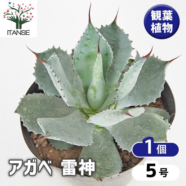 【品種の特徴】 アガベの中でも特に知名度がある品種です。 淡いグリーンで丸みがある葉と鋭く尖った赤い棘がつくるロゼットのシルエットが良いのが魅力。 「potatorum」はテキーラの原料に使われたことに由来しており、ラテン語で「酒飲み」を意...