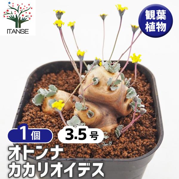 【品種特徴】ゴツゴツとした塊根(かいこん)から、白粉を帯びたような青緑色の多肉質の葉を展開する、ユニークな冬型塊根植物です。夏になると葉を落として休眠し、涼しくなってきた秋に、可憐な黄色いデイジーのような花を咲かせます。成長は非常にゆっくり...