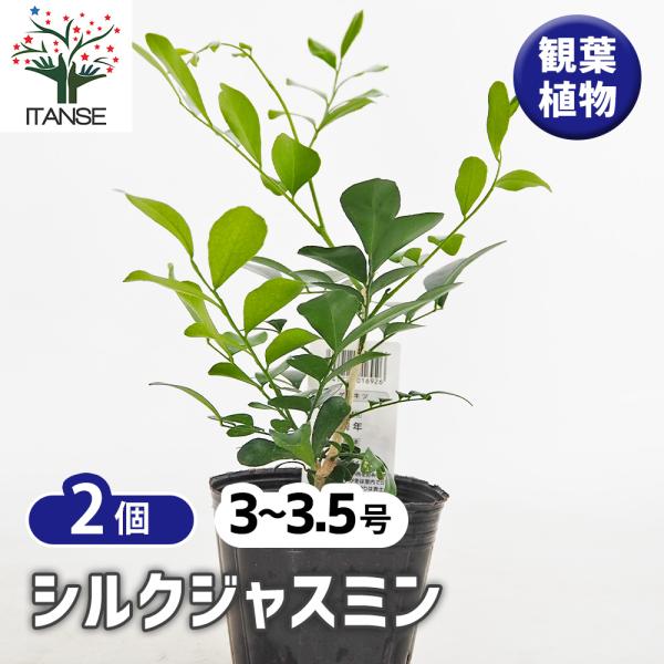 【品種特徴】 小ぶりで光沢のある葉がきれいな観葉植物です。 初夏から夏にかけて、ジャスミンのような白くていい香りのする花を咲かせます。 葉がシルクのように繊細で、ジャスミンのような花を咲かせることから「シルクジャスミン」と呼ばれています。 ...