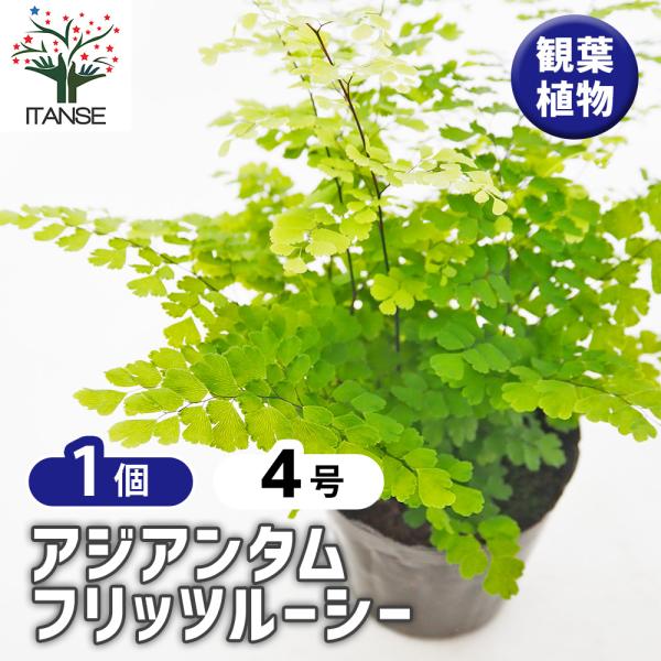 【品種特徴】数あるアジアンタムの中でも、特に葉が細かく繊細な印象の園芸品種です。柔らかなライムグリーンの小さな葉が、黒い葉柄に密につき、ふんわりとした優雅な草姿になります。涼しげでナチュラルな雰囲気は、どんなインテリアにも馴染みやすく、お部...