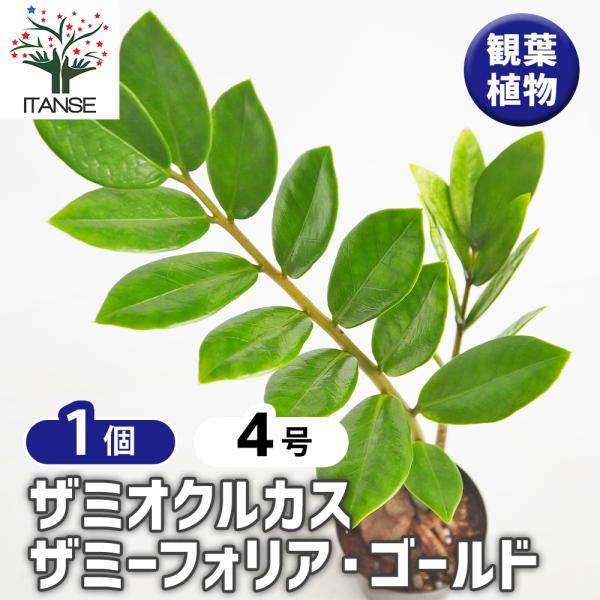 【品種特徴】 新芽が美しい黄金色（ライムゴールド）に輝く、ザミオクルカスの希少な園芸品種です。 出てきたばかりの若い葉は明るい黄色で、成長するにつれて徐々に緑色へと変化していくため、一株の中で美しいグラデーションが楽しめます。 光沢のある肉...