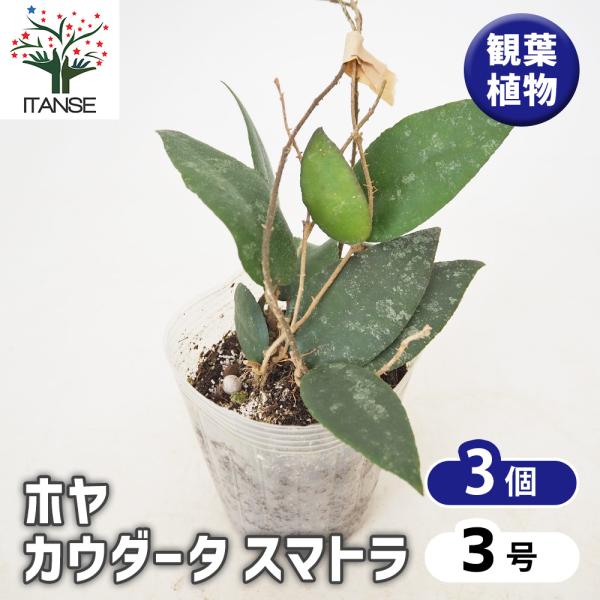 【品種特徴】 スマトラ島が原産で、濃い緑色の葉に白い散り斑が入る品種。 葉は硬めでしっかりとした肉厚な質感で、葉やつるにはフサフサと毛が生えています。 咲く花は星形で、白色や桃色の花びらに綿毛のような毛が生えており、ふんわりとした可愛らしい...