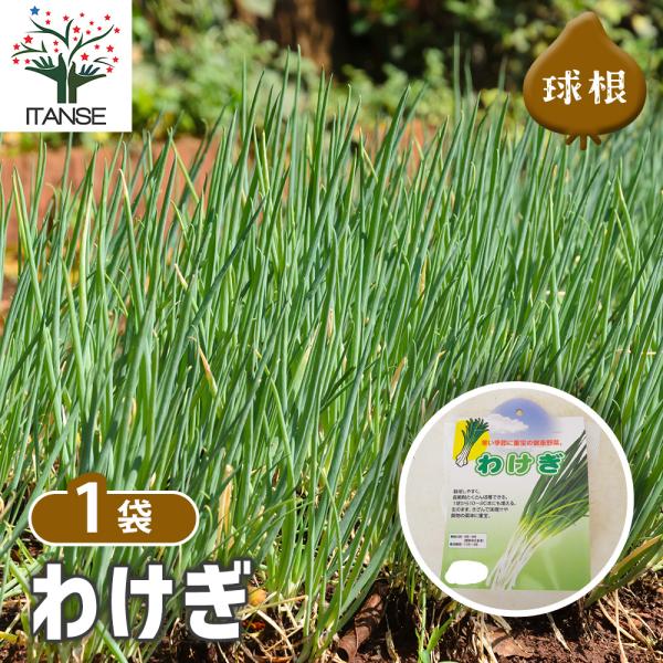 何度も再生するあると便利な野菜！採れたては香りが良く美味しい！植え付け後、約2ヶ月で収穫でき、収穫後約1ヶ月で新しい葉が出てきます。耐陰性がありますので、半日陰でも育てれますので、家庭菜園にぴったり！必要な時に必要な分をフレッシュな状態で利...