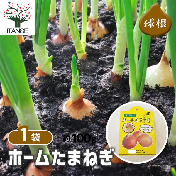 サラダ、炒めもの、煮物など様々な料理に使える玉ねぎ！植え付け後はそこまで手が掛かりませんし、約3ヶ月程で収穫出来ます。栄養価も高く加熱すると甘くなるたまねぎ。採れたて新鮮玉ねぎを是非味わってください！?【お読みください】この球根は種球根用で...