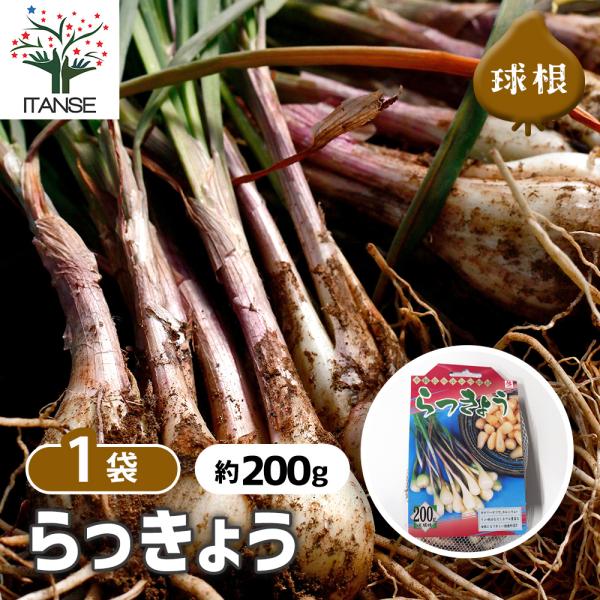小粒ですが、栄養価が豊富な健康野菜！耐寒性、耐病性があり痩せた土地でも育ち、肥料もあまり必要としないので、とても育てやすい野菜です！1年目に収穫せずに、そのまま残して2年目以降に収穫すると、小粒のラッキョウをたくさん収穫することができます。...