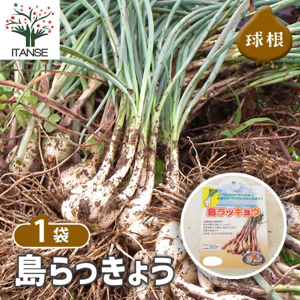 小粒ですが、栄養価が豊富な健康野菜！普通のらっきょうに比べて小さめで辛味が強いのが特徴！耐寒性、耐病性があり痩せた土地でも育ち、肥料もあまり必要としないので、とても育てやすい野菜です！1年目に収穫せずに、そのまま残して2年目以降に収穫すると...