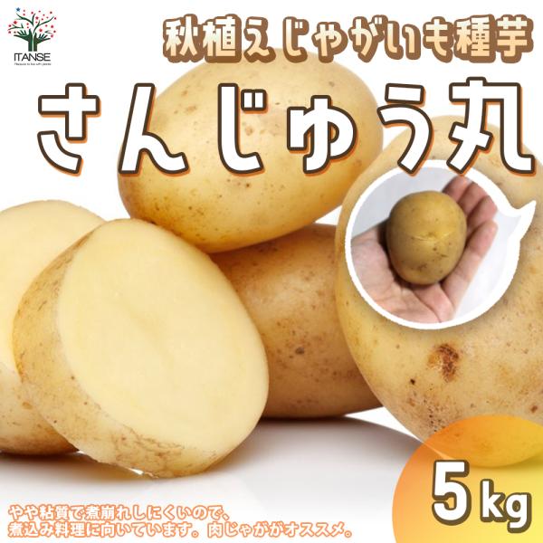 【PVP登録品種:品種名:さんじゅう丸／登録番号:第21864号／輸出制限あり:海外持出禁止】「収穫量が多く」、表面の凹凸が少なくなめらかで「外観が良く」、「病気に強い」と3つの優れた特徴を持った「さんじゅう丸」です。また、サイズも大きくな...