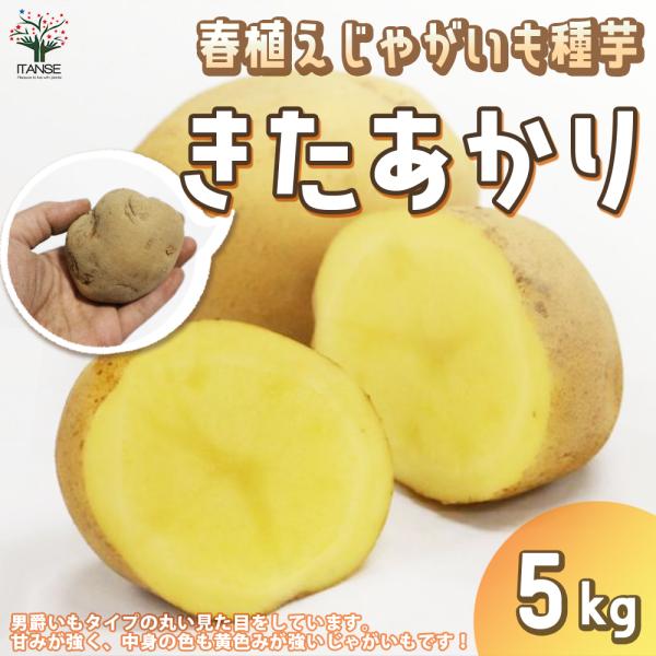 別名が「黄金男爵」や「クリじゃがいも」と言われているキタアカリは、男爵いもタイプの丸い見た目をしています。味は甘みが強く、割ってみると色も黄色みが強いじゃがいもです。食感の特徴は「ホクホク」料理の特徴としては「煮崩れしやすい」ということがあ...