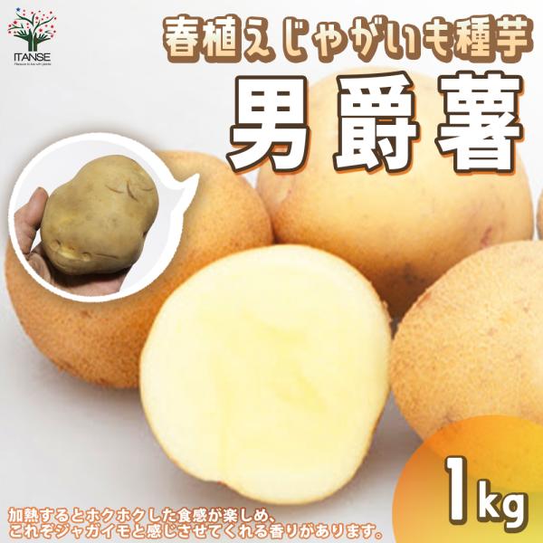 日本のじゃがいもを代表する品種の1つで、その食味のよさから長年にわたり親しまれています。大きさは中程度で、芽が深くてゴツゴツとした球形。果肉が白くて肉質はやや粉質で、ホクホクとした食感が特徴です。だんしゃくという名前から日本で育成された品種...