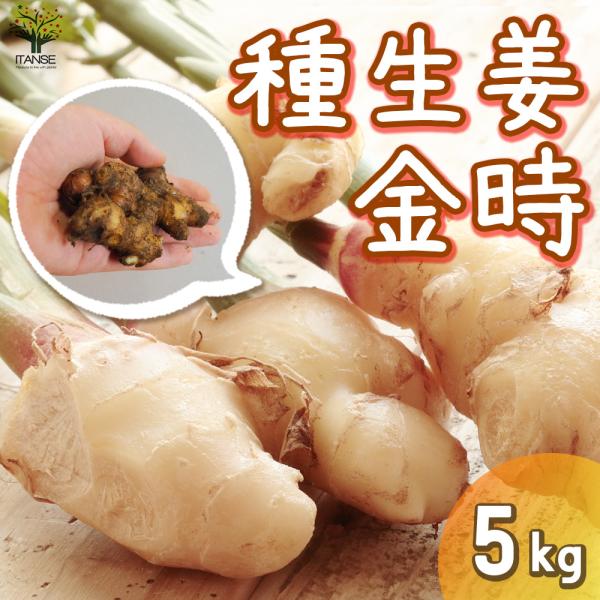 【品種特徴】一般的なショウガと比べて、香りが強く美味しいため、加工品としてたくさんの商品が流通している、人気の品種です。その理由は、金時に豊富に含まれる「ガラノラクトン」という香り成分です。この香り成分は他のショウガにはほとんど含まれておら...