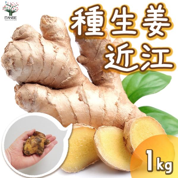 【品種特徴】大ショウガの代表品種です。塊茎は肥大性にすぐれ、肉質は柔らかく、爽やかな香りが楽しめます。他のショウガよりも味がマイルドで、優しい味わいです。そのためガリなどにしても美味。もちろんすりおろして、薬味にしても良いでしょう。【ショウ...