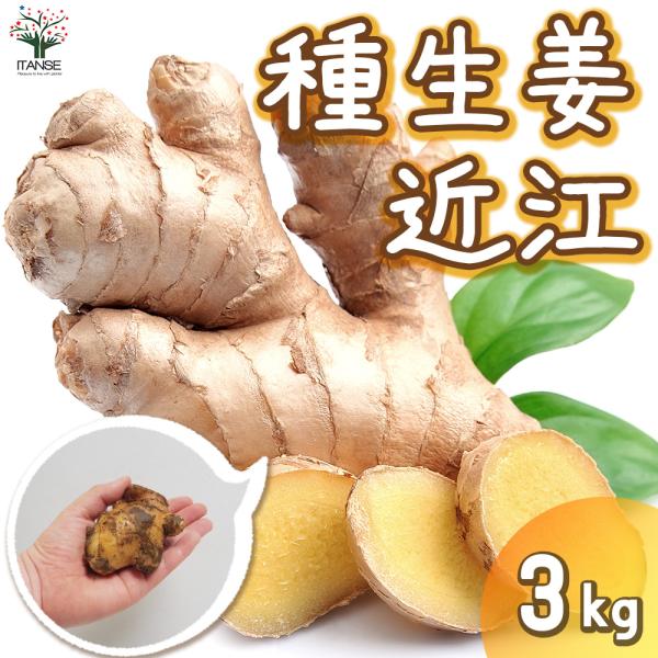 【品種特徴】大ショウガの代表品種です。塊茎は肥大性にすぐれ、肉質は柔らかく、爽やかな香りが楽しめます。他のショウガよりも味がマイルドで、優しい味わいです。そのためガリなどにしても美味。もちろんすりおろして、薬味にしても良いでしょう。【ショウ...