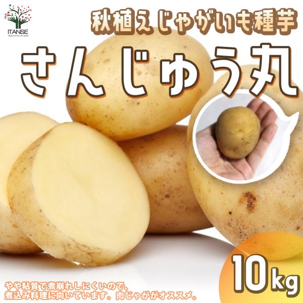 【PVP登録品種:品種名:さんじゅう丸／登録番号:第21864号／輸出制限あり:海外持出禁止】「収穫量が多く」、表面の凹凸が少なくなめらかで「外観が良く」、「病気に強い」と3つの優れた特徴を持った「さんじゅう丸」です。また、サイズも大きくな...