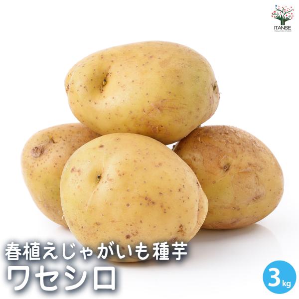 【品種特徴】早期肥大に優れた大粒の品種。『伯爵』の別名を持つ傑作品種。奇形や中心空洞の発生が少なく、早生ながら多収で、ほくほくとした肉質がとっても美味しいです。サラダやポテトチップなど油で揚げる料理に最適です【検索キーワード】じゃがいも ジ...