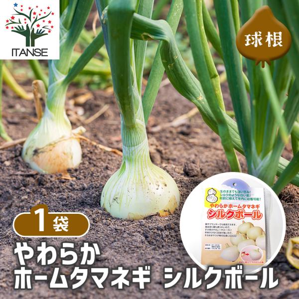 【品種特徴】やわらかホームタマネギ「シルクボール」は、白く美しい肌と、辛味が少なく甘味の強い味わいが特徴です。生のままサラダなどに使えるほか、すき焼き・カレー・シチュー・スープなど幅広く利用できます。鉢やプランターでも簡単に栽培可能です【検...