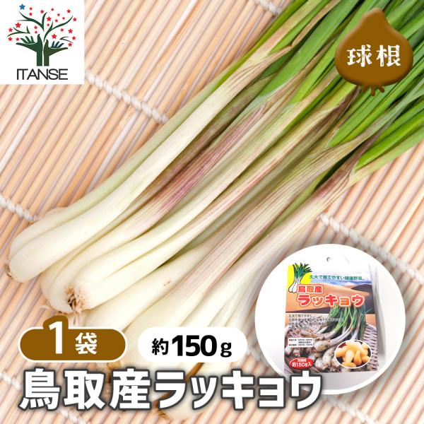 【品種特徴】鳥取県産のらっきょうは、水はけの良い砂質土壌で育ち、球が大きく締まっており、漬物に適した風味豊かな野菜球根です。漬け物だけでなく、生のまま味噌や醤油と合わせたり、天ぷらや炒め物としても美味しくお楽しみいただけます【検索キーワード...