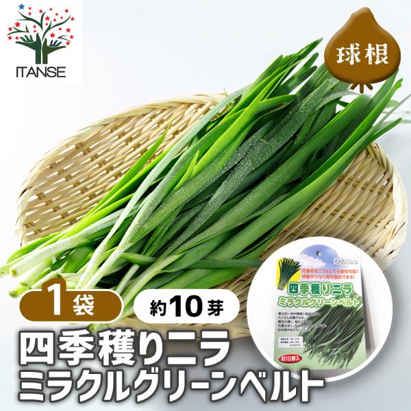 【PVP登録品種/海外への持出や営利目的の増殖は禁止されています】 【品種特徴】 休眠が少なく周年栽培が可能な四季穫りニラです。 葉色は濃く、幅広で肉厚、たくさん収穫できる優良品種です。 花茎は太く、花ニラとしても利用可能で、炒め物やおひた...