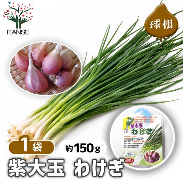 【品種特徴】 大玉で生育旺盛、よく枝分かれして育てやすいわけぎです。 葉は太めでやわらかく肉厚、独特の風味を楽しめます。 長期間たくさん収穫でき、生のまま刻んで味噌汁や薬味に、和え物や卵とじ、ねぎ焼きなど幅広く利用できます。【検索キーワード...