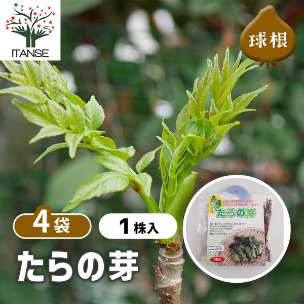 ※お届けする株のトゲの有無は分かりません。あらかじめご了承ください。【品種特徴】「山菜の王様」として知られる、春の味覚の代表格です。ほのかな苦みと、もっちりとした食感が特徴で、特に天ぷらにすると絶品です。本来はトゲのある樹木ですが、近年は扱...