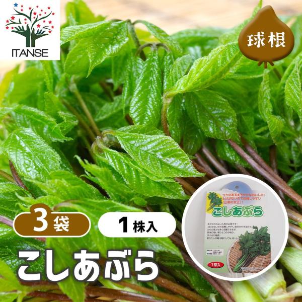 【品種特徴】タラの芽と並び称される人気の山菜で、その上品な香りとコクから「山菜の女王」と呼ばれています。若芽の舌触りが良く、天ぷらにすると最高です。おひたしや和え物にしても美味しくいただけます。トゲがないので収穫しやすく、枝分かれするのでタ...