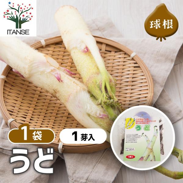 【品種特徴】シャリシャリとした食感と、独特の香りが楽しめる春の山菜です。みずみずしさをそのまま生でサラダや酢味噌和えにしたり、サッと炒めて香りと歯ざわりを楽しんだりと、様々な料理で春の味を堪能できます。土寄せをして「軟白うど」を育てるのも家...