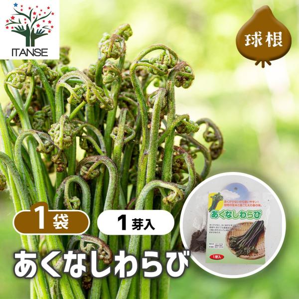 【品種特徴】アクが少なく、アク抜きをせずにそのまま調理できる画期的なわらびです。独特の風味と歯ごたえが楽しめる春の味覚。煮物や、茹でて生姜醤油でシンプルに味わうのがおすすめです。ご飯と炊き込んで山菜おこわにしても美味しくいただけます【検索キ...